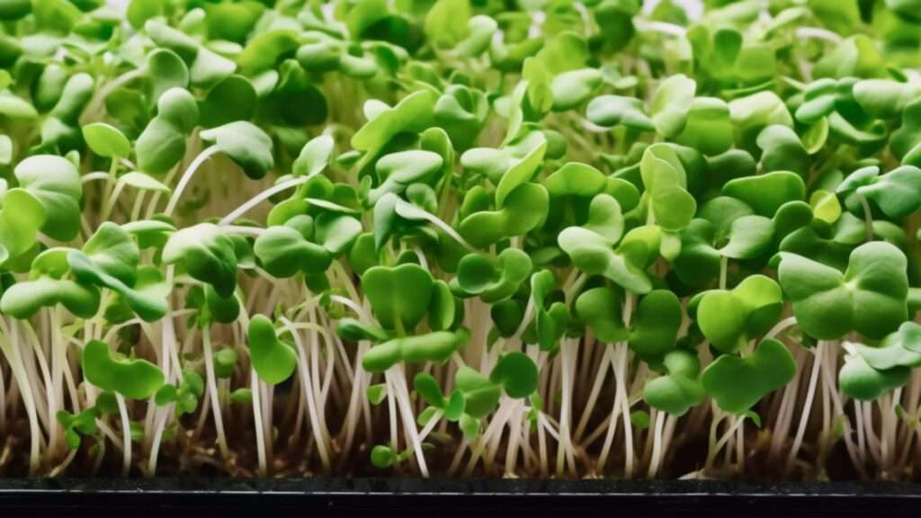 Types of Microgreens: The Definitive Guide to Growing, Harvesting, and ...
