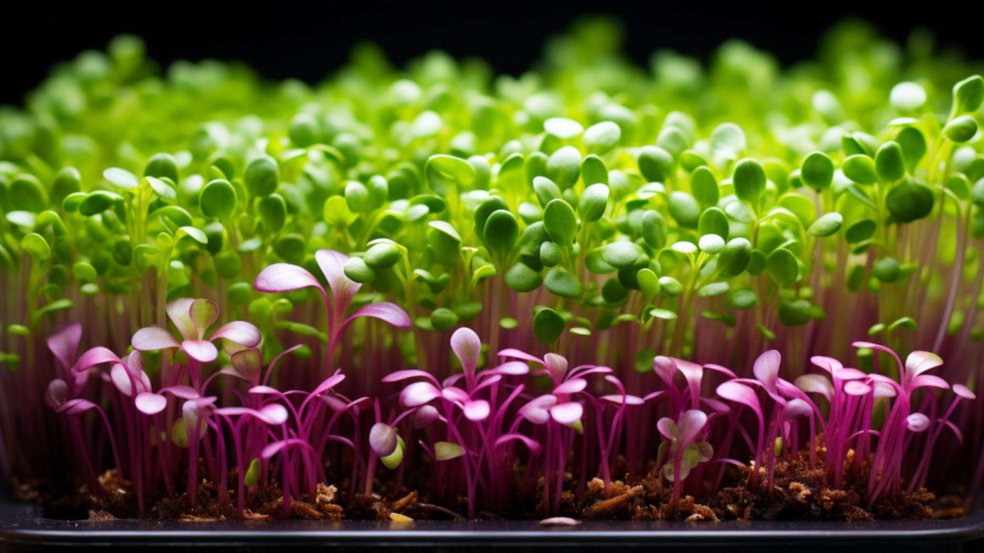 Ready for an Epic Harvest? Discover the Best Soil for Growing ...