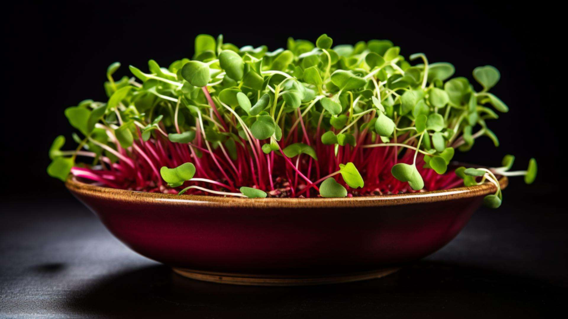 Bulls Blood Microgreens: The Rare, Exceptional, And Delicious Beet ...