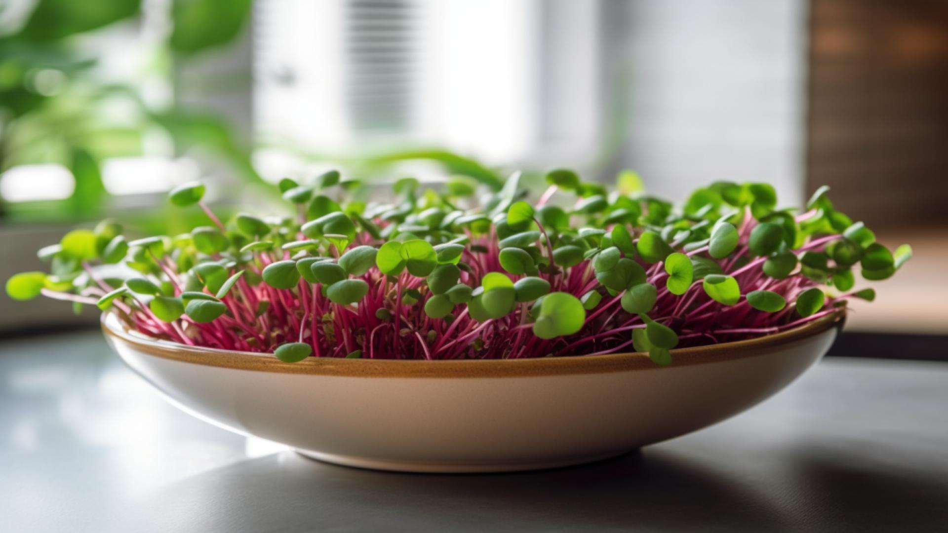 Boost Your Health with Radish Microgreens: The Ultimate Superfood ...