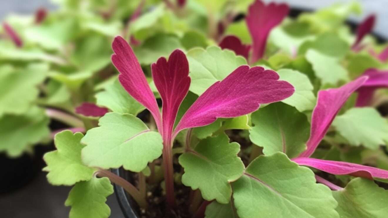 10 Best Selling Microgreens: Explore These Astonishing Varieties ...
