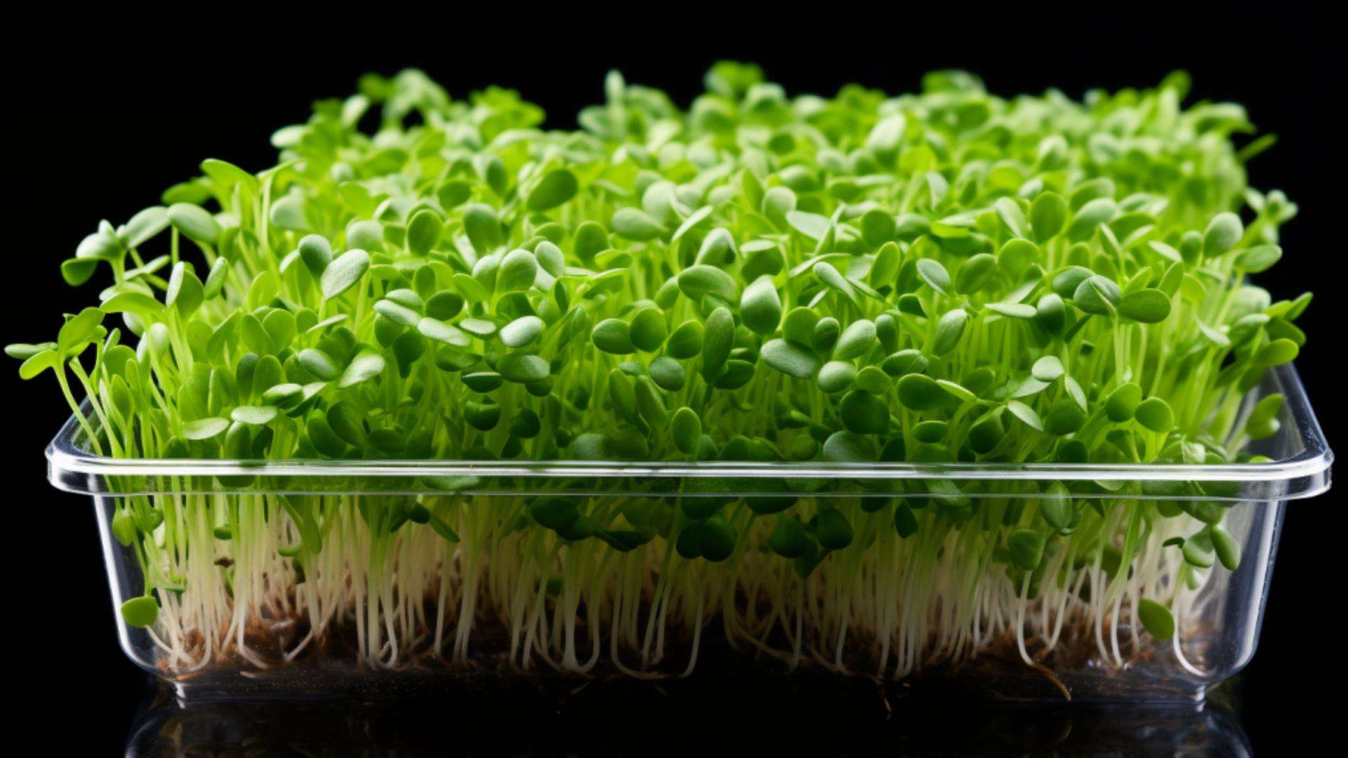Alfalfa Microgreens: Everything You Need to Know About the King of ...