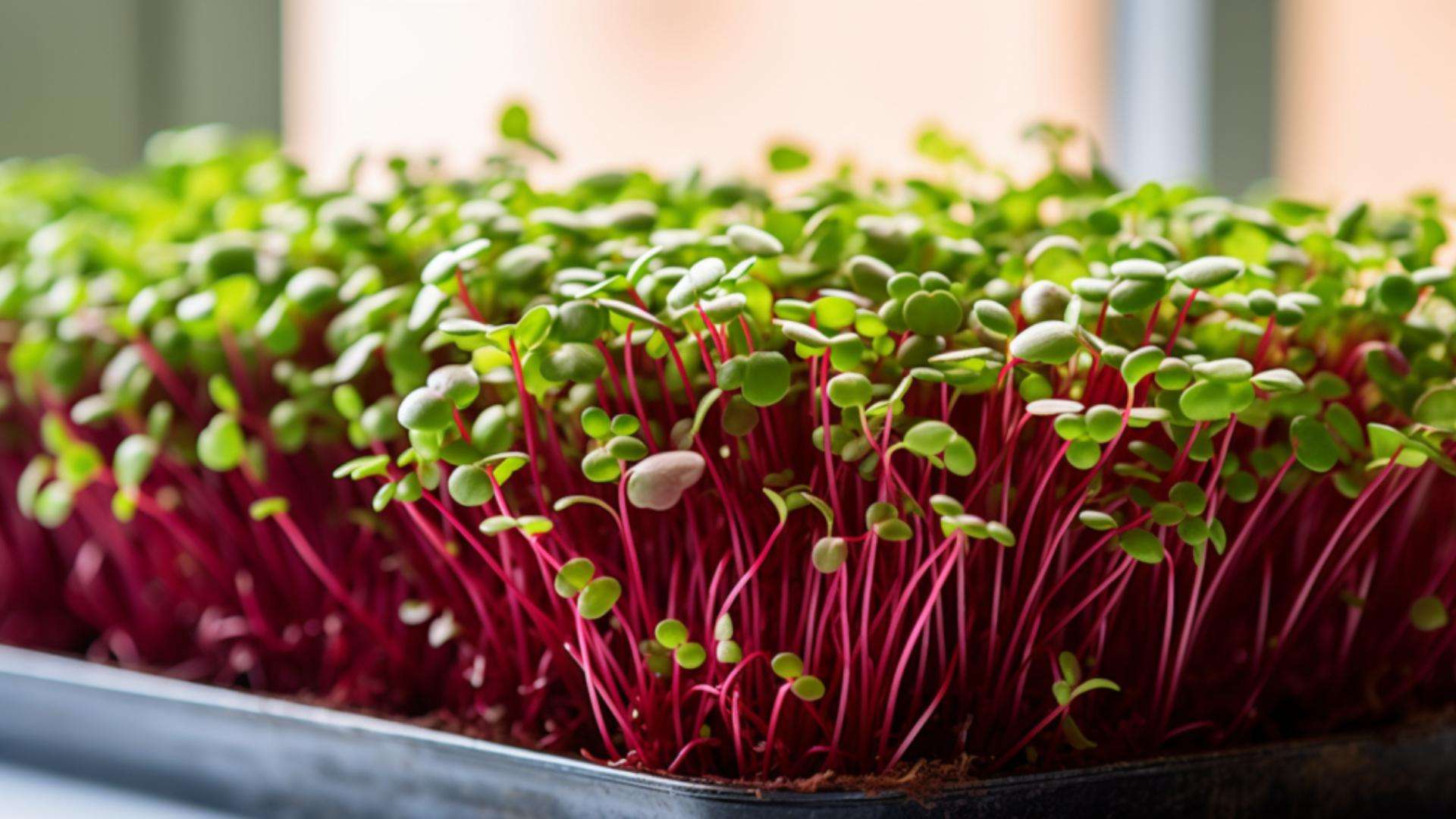 Bulls Blood Microgreens: The Rare, Exceptional, And Delicious Beet ...