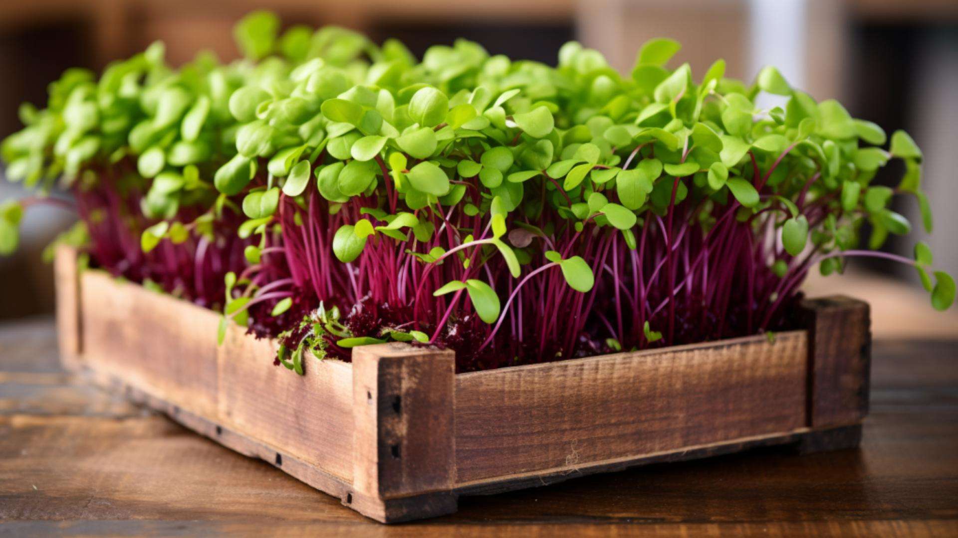 Bulls Blood Microgreens: The Rare, Exceptional, And Delicious Beet ...