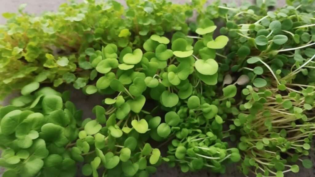 10 Best Selling Microgreens: Explore These Astonishing Varieties ...
