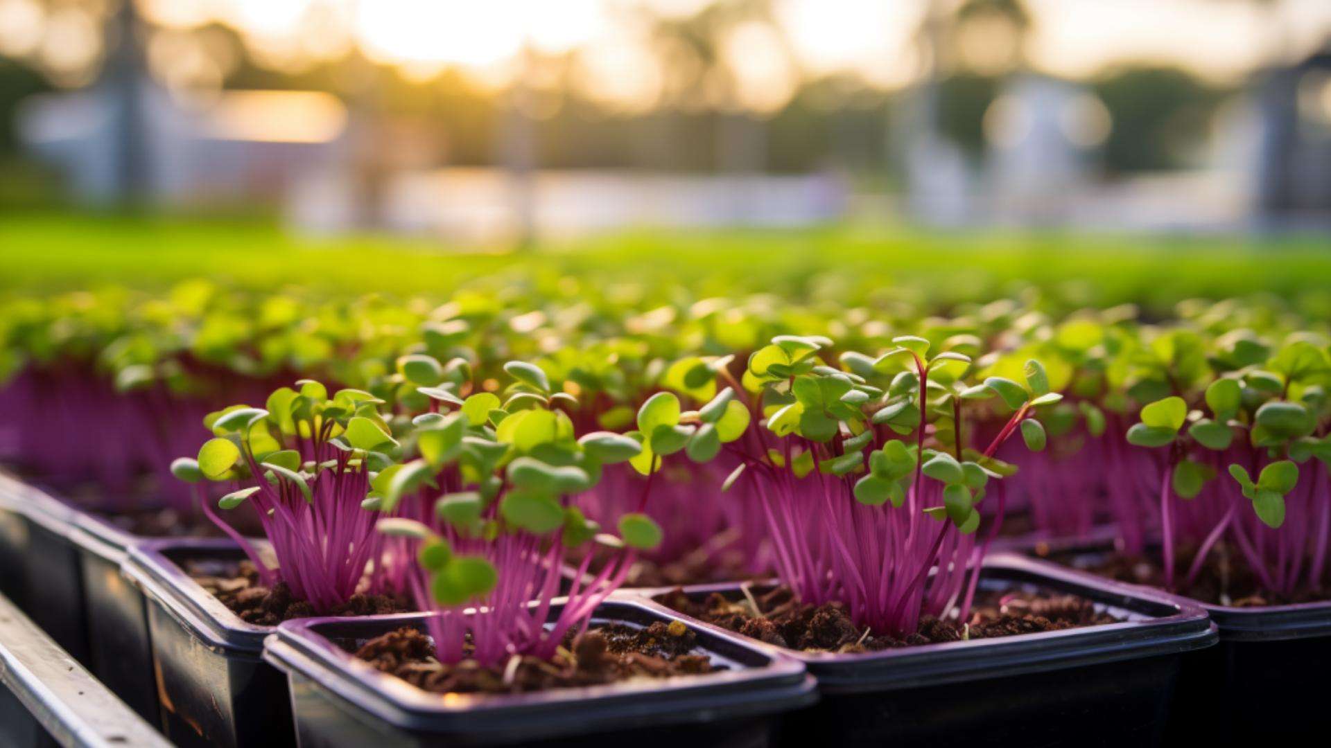 Selling Microgreens in Florida: The Secret to a Thriving Microgreens ...