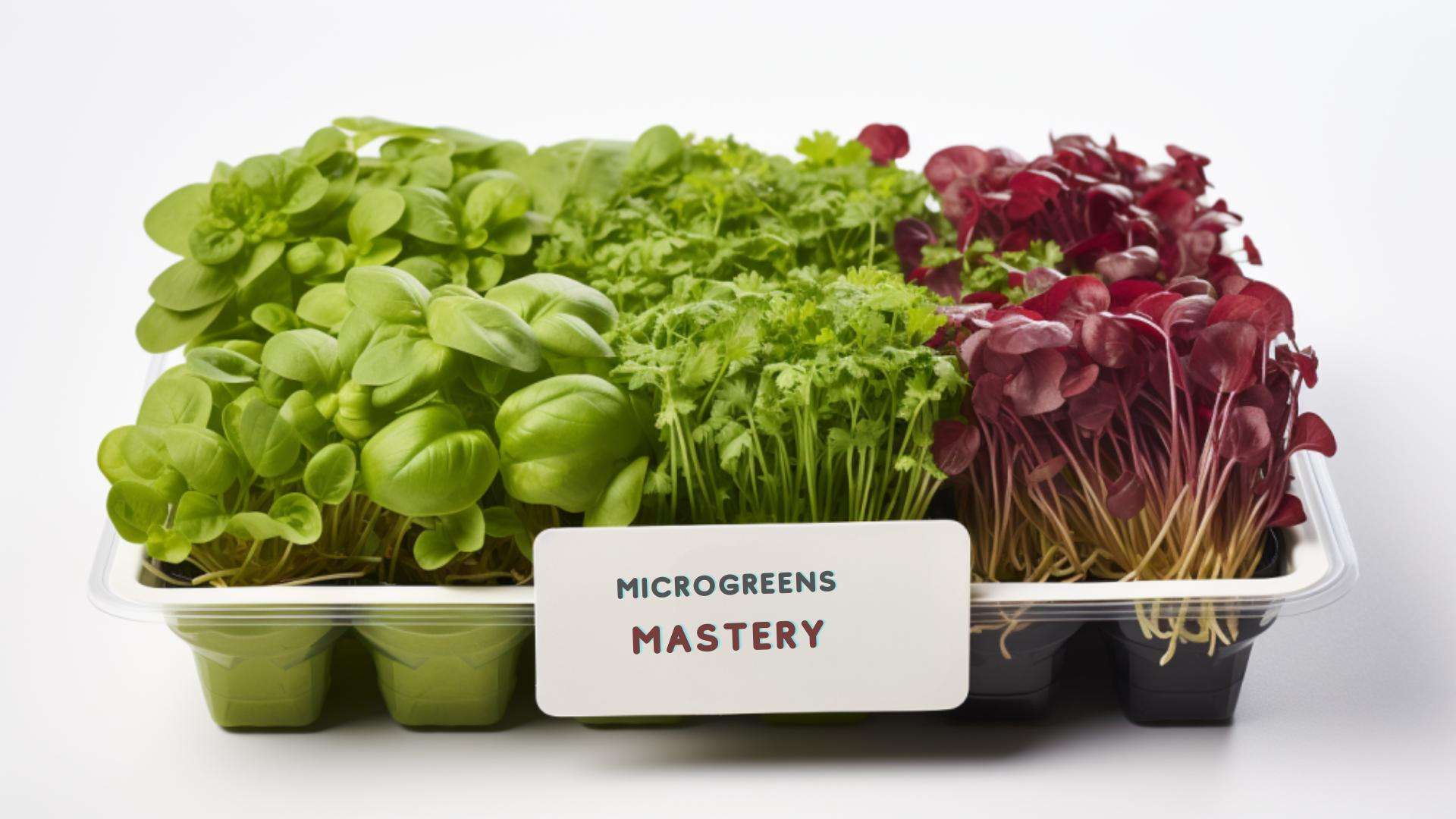 Where to Sell Microgreens: Top Places to Cash in on Your Homegrown ...