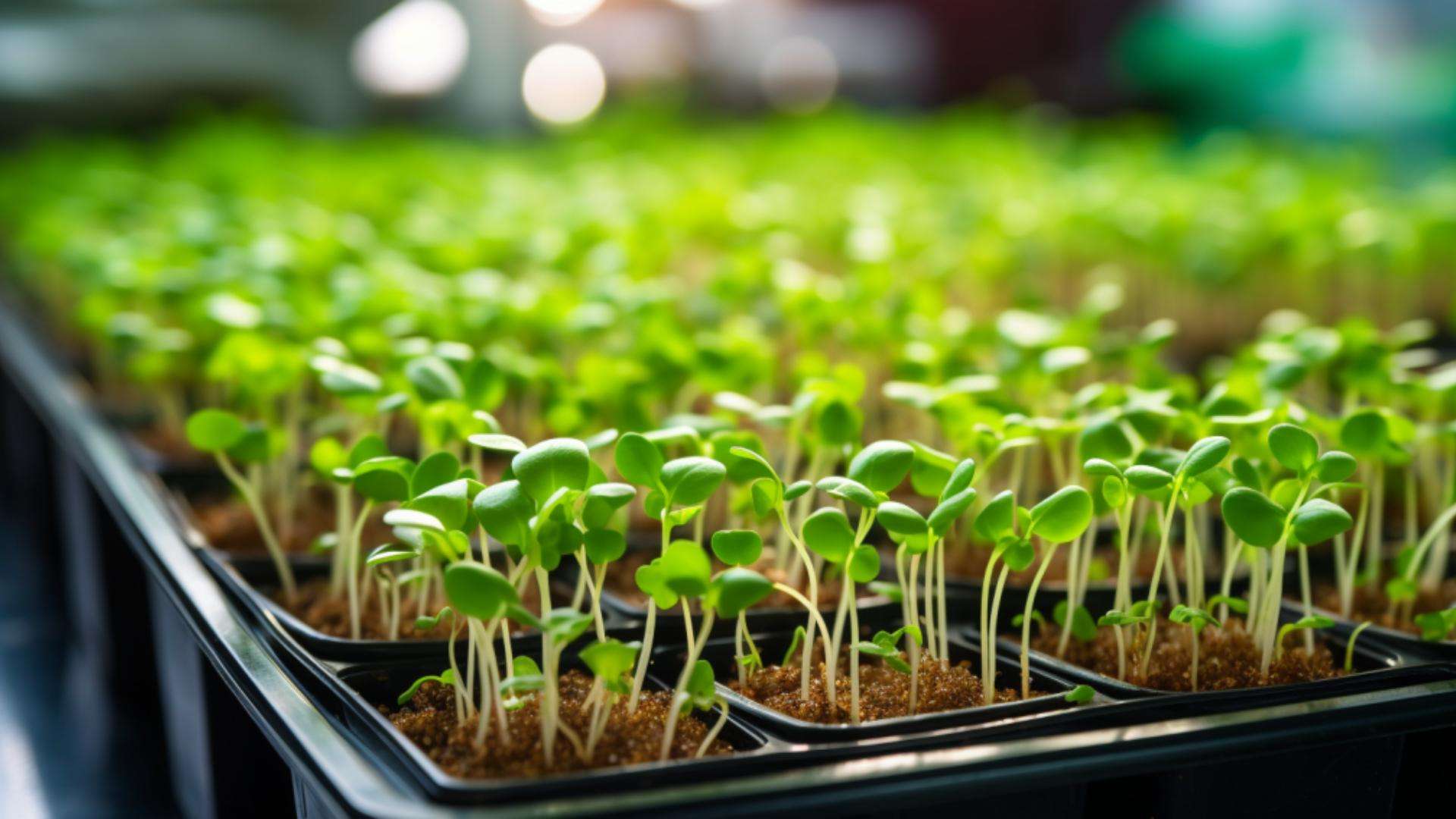 Selling Microgreens in Florida: The Secret to a Thriving Microgreens ...