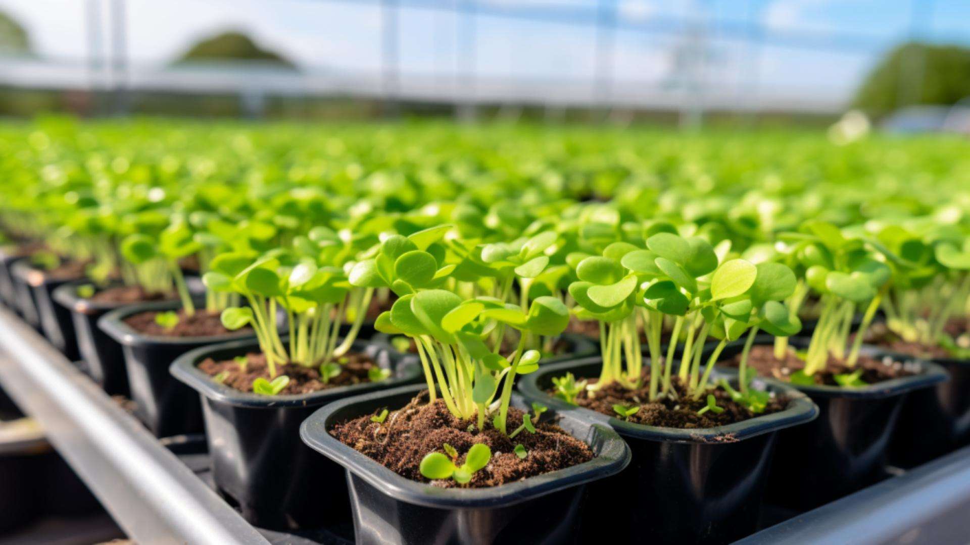 Selling Microgreens in Florida: The Secret to a Thriving Microgreens ...