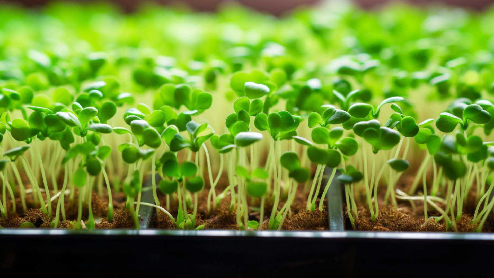 Selling Microgreens in Georgia: A Breakthrough Business Opportunity ...