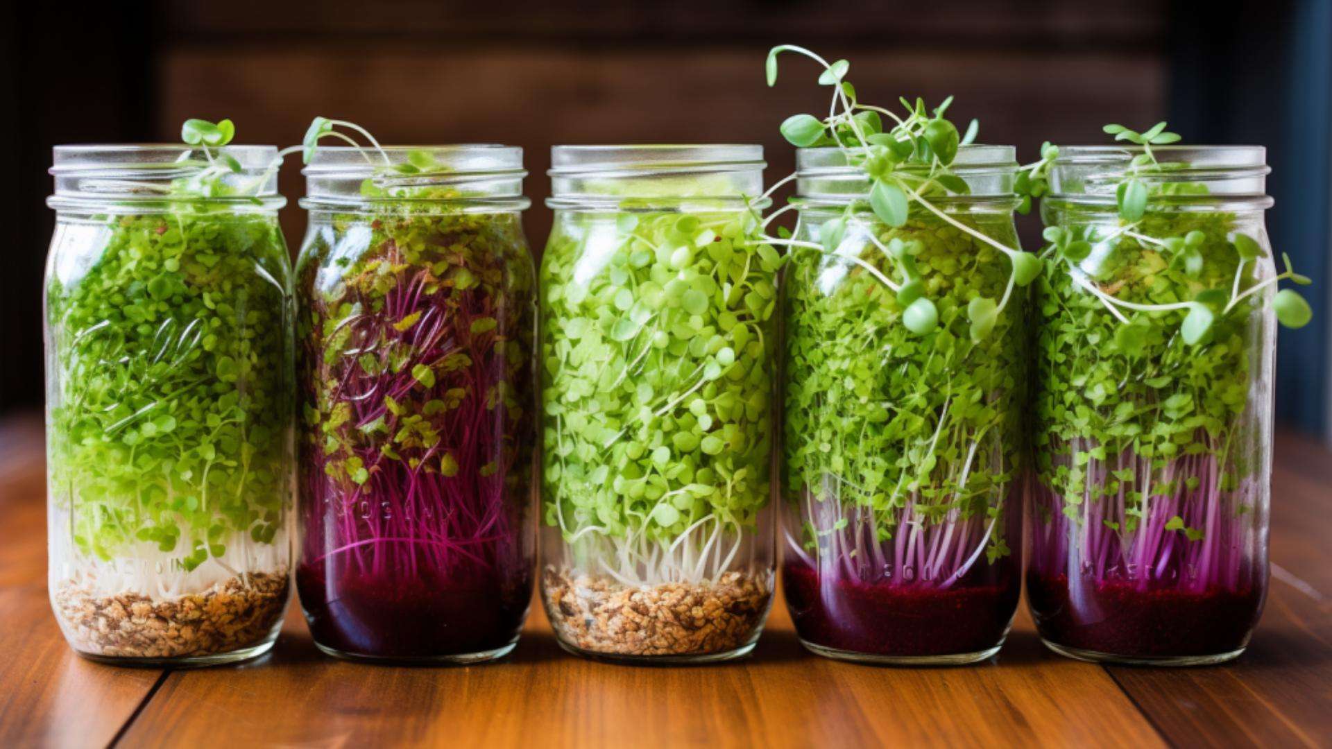Selling Microgreens in Texas: The Absolute Guide for Budding ...