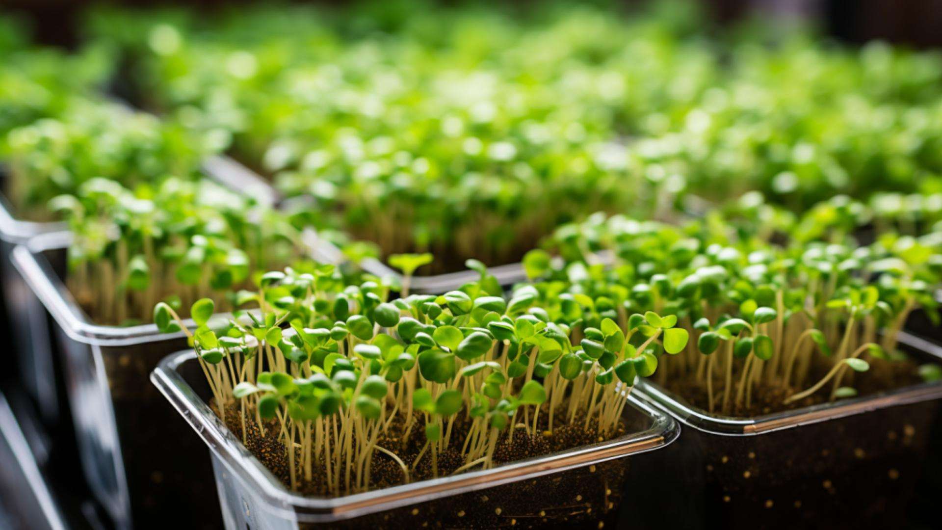 Selling Microgreens in Florida: The Secret to a Thriving Microgreens ...