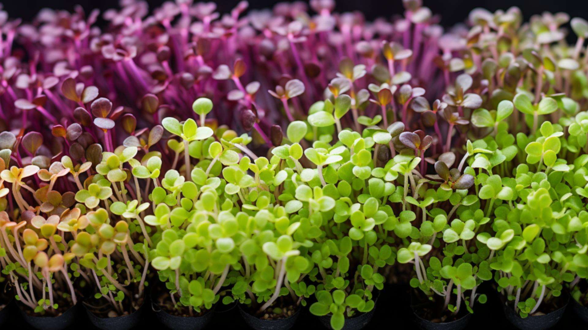 Selling Microgreens in Georgia: A Breakthrough Business Opportunity ...
