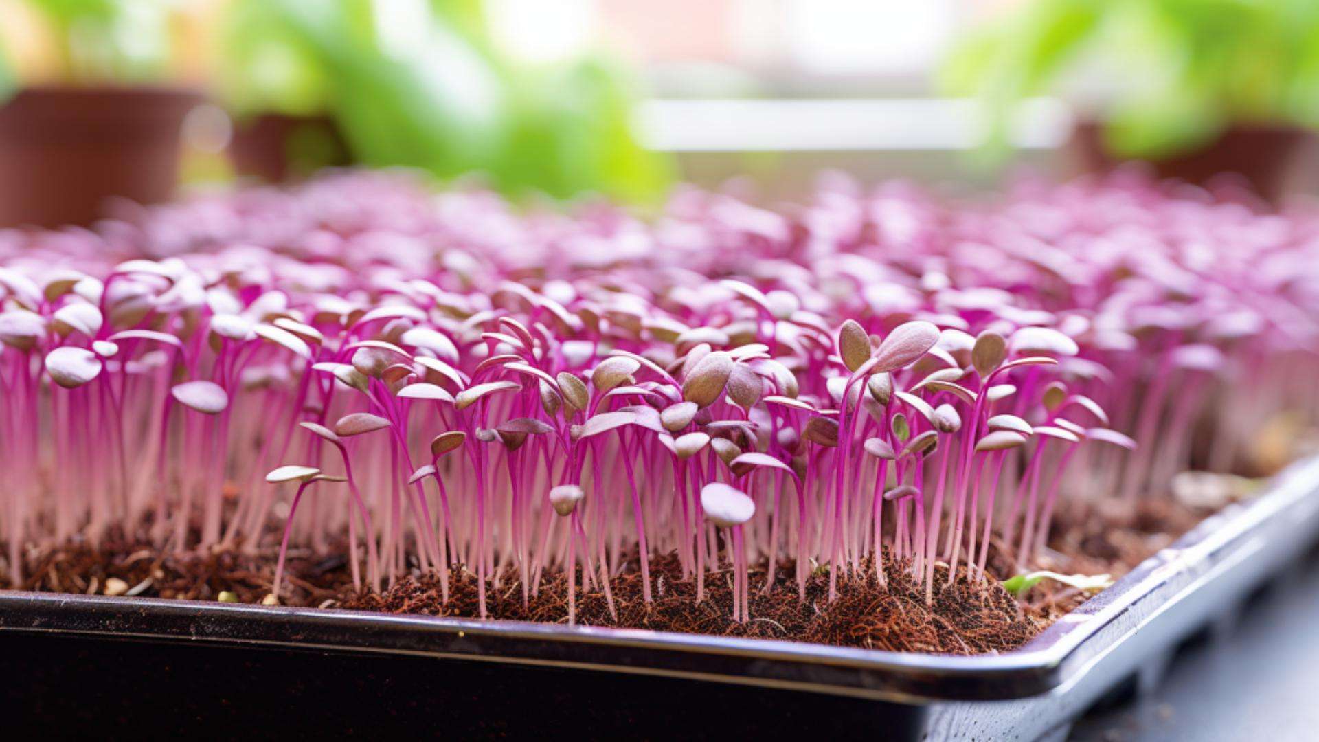 Amaranth Microgreens: Exploring the Health Benefits of These Tiny ...